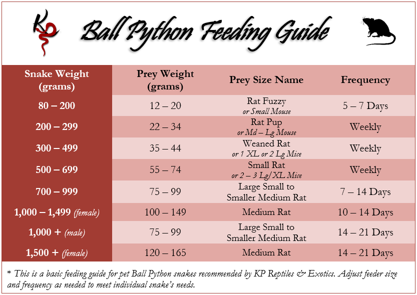 Age-Based Feeding Chart for Ball Pythons