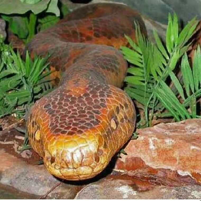 Green Anaconda vs Yellow Anaconda: Species Guide