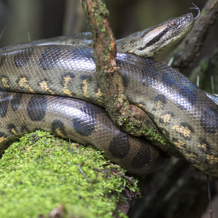 Anaconda Habitat: Where These Giants Really Live