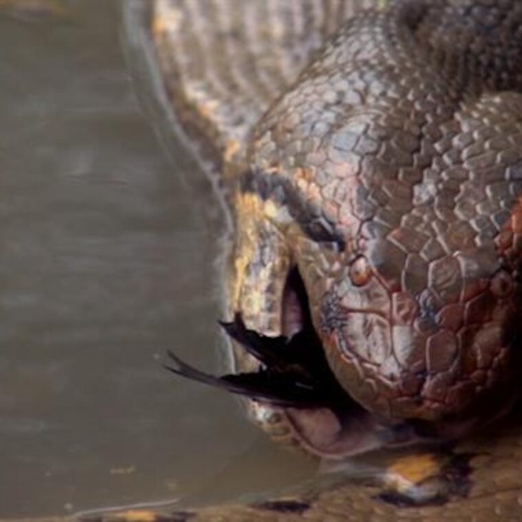 Do Anacondas Lay Eggs? Birth Facts Revealed