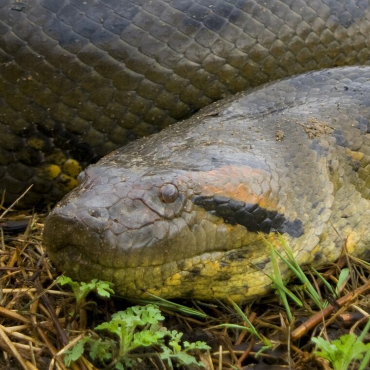 Anaconda Weight: Size Facts of These Massive Snakes