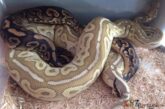 Ball Python Breeding Season: What to Know