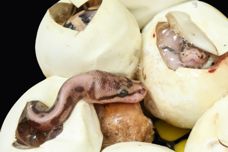 Ball Python Eggs Laying And Incubation