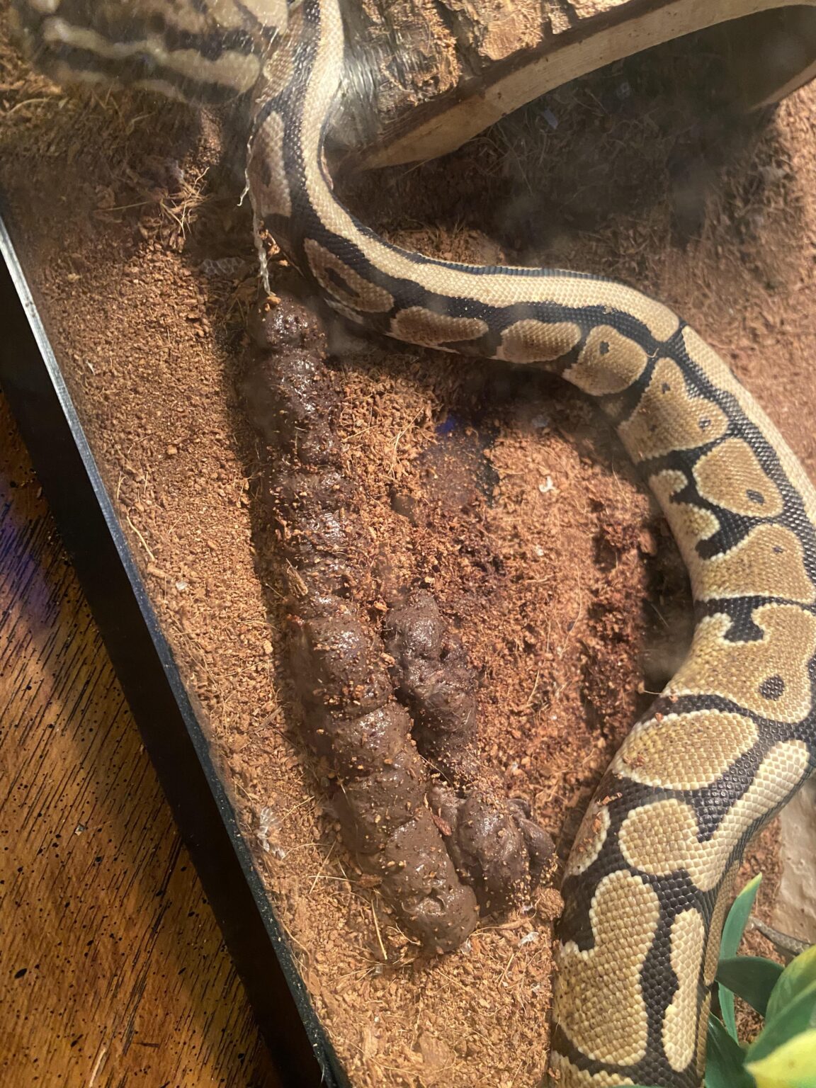 Ball Python Poop: What’s Normal & What’s Not