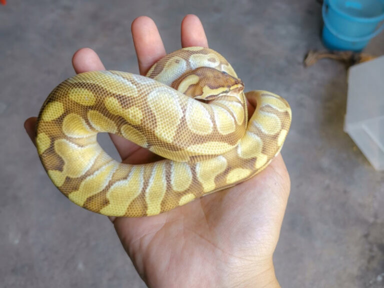 Ball Python Weight Chart: Age and Size Metrics Ball Python Weight Chart: Age and Size Metrics