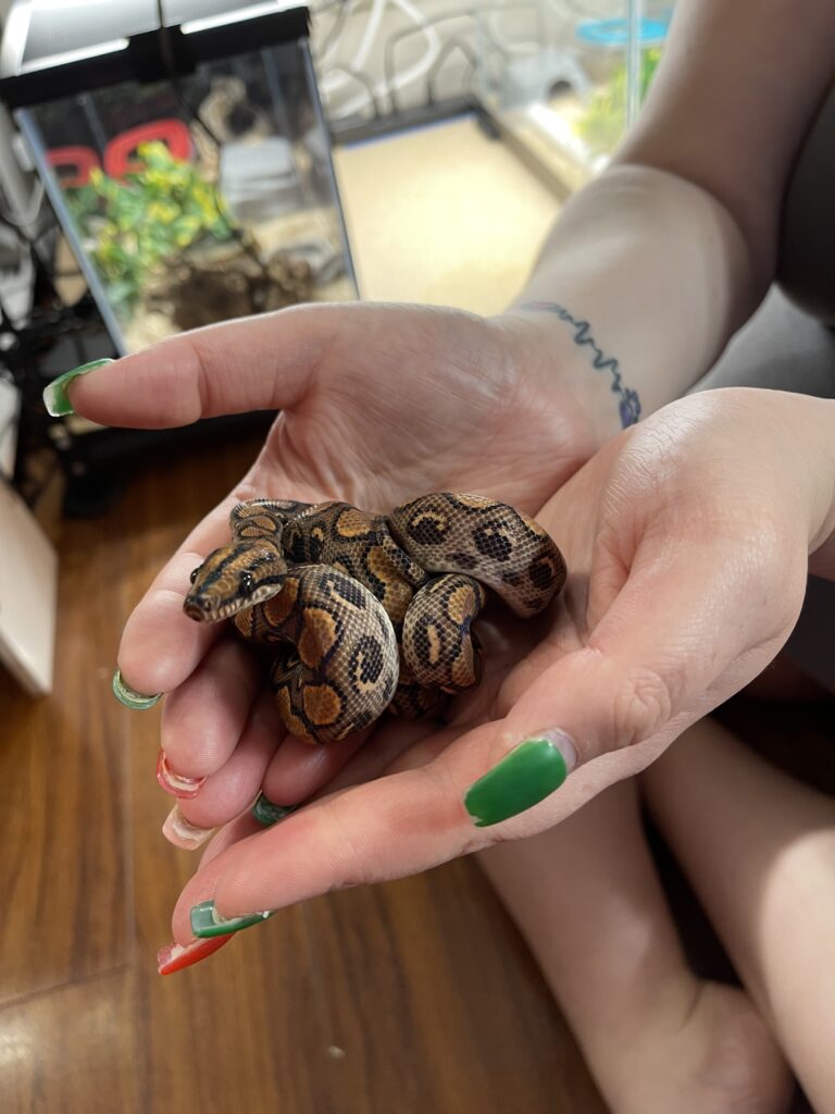 Best Enclosure for Tree Boas: Setup Guidelines