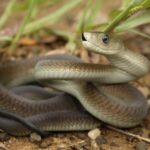 Black Mamba Predators: Natural Threats Guide