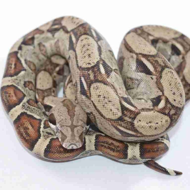 Boa Constrictor Size: Complete Growth Guide