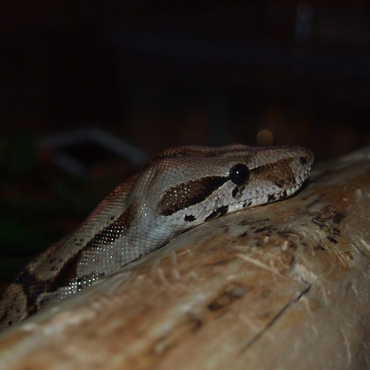 Boa Constrictor Habitat: Natural Environment Guide