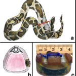 Albino Burmese Python: Color Morph Guide