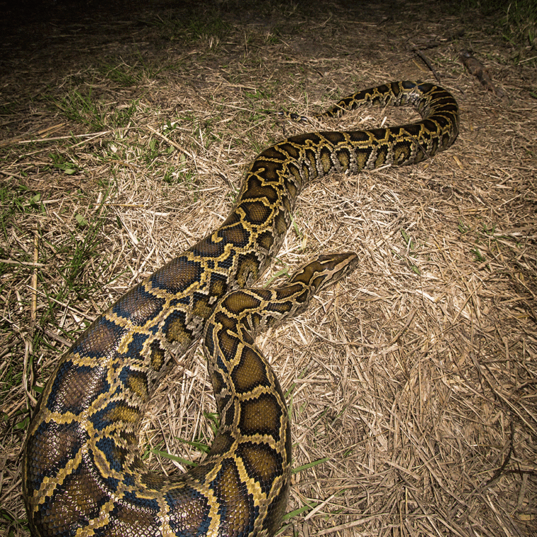 Burmese Python as a Pet: Owner's Guide