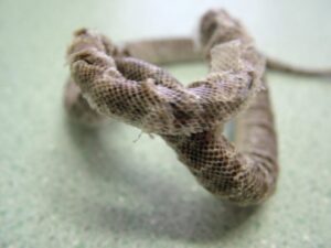 Carpet Python Morphs: Variety & Colors Guide