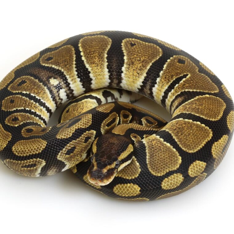 Carpet Python Diet: Feeding Guide & Tips