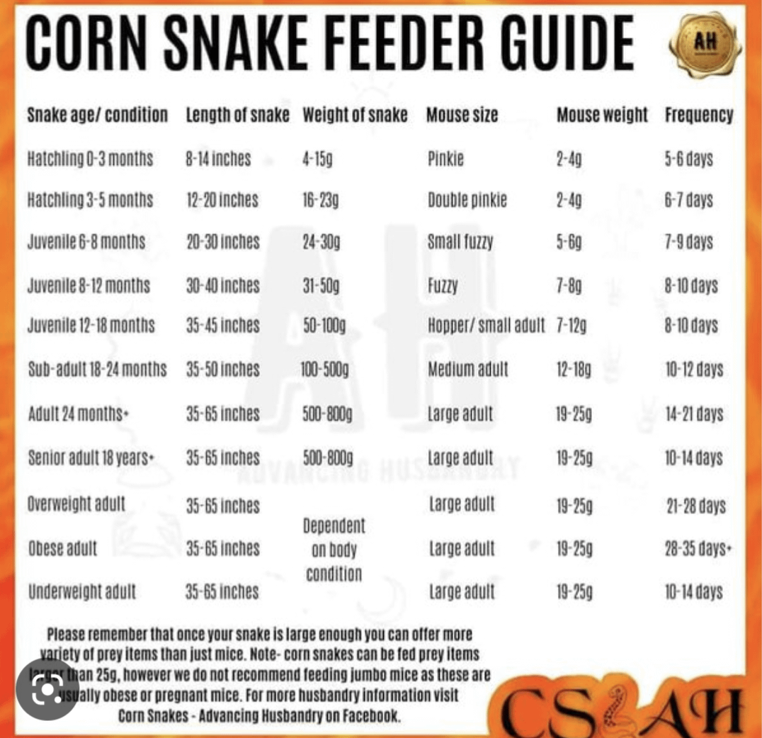 Comprehensive Corn Snake Feeding Guide