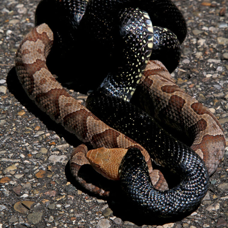 Copperhead vs Milk Snake: Identification Tips
