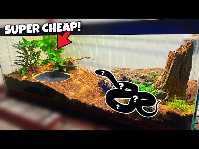 Corn Snake Tank Setup: Step-by-Step Guide