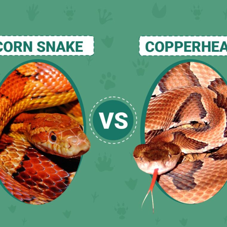 Corn Snake vs Coral Snake: How to Tell Them Apart