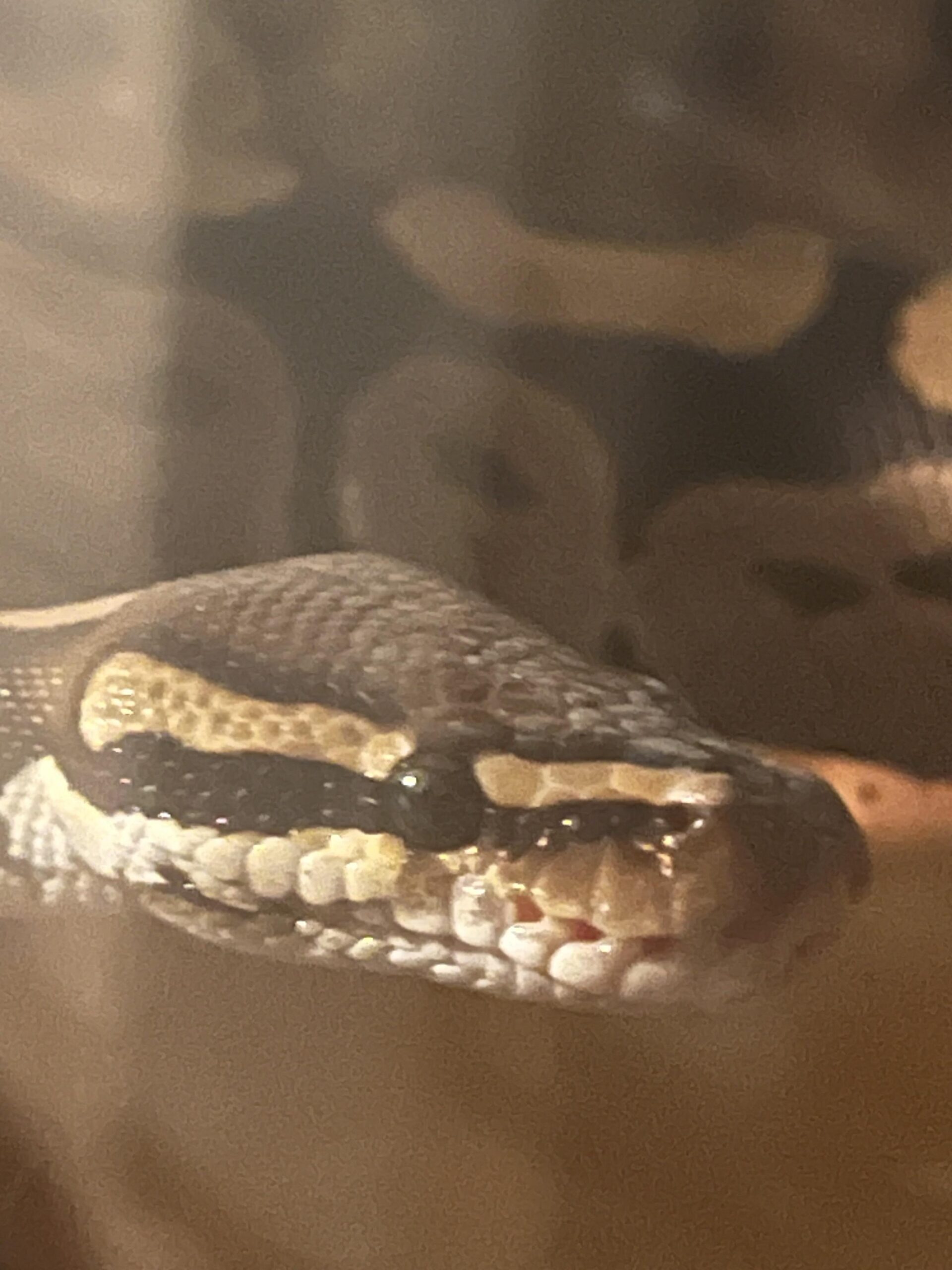 Do Ball Pythons Fart? Understanding Gas in Snakes