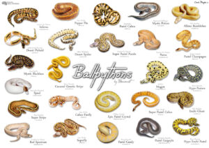 Exploring Ball Python Colors and Morphs