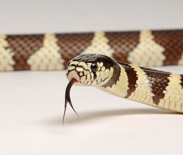 What Do King Snakes Eat: Complete Diet Guide