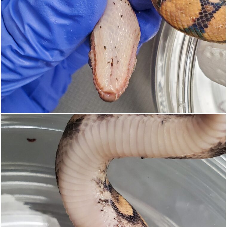 Ball Python Size Guide: Growth & Dimensions