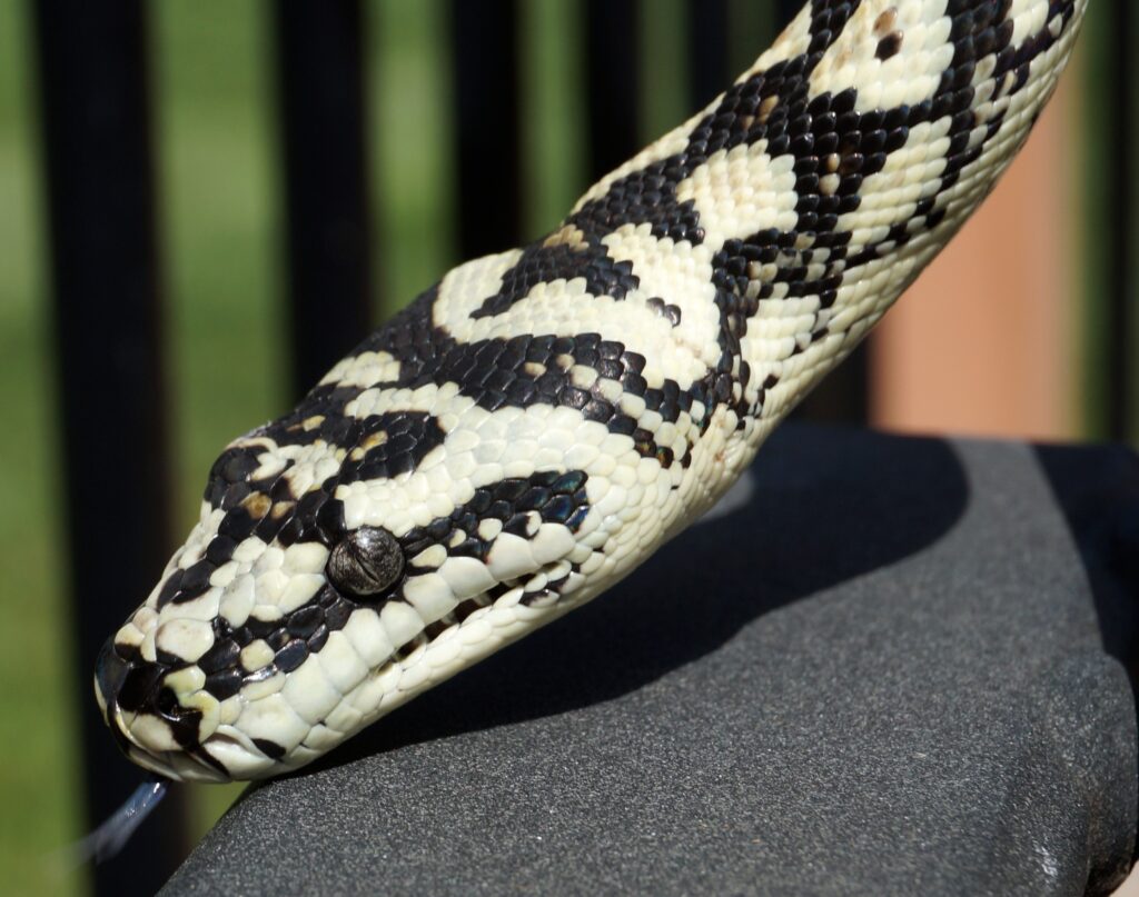 Jungle vs Coastal Carpet Python: Key Differences