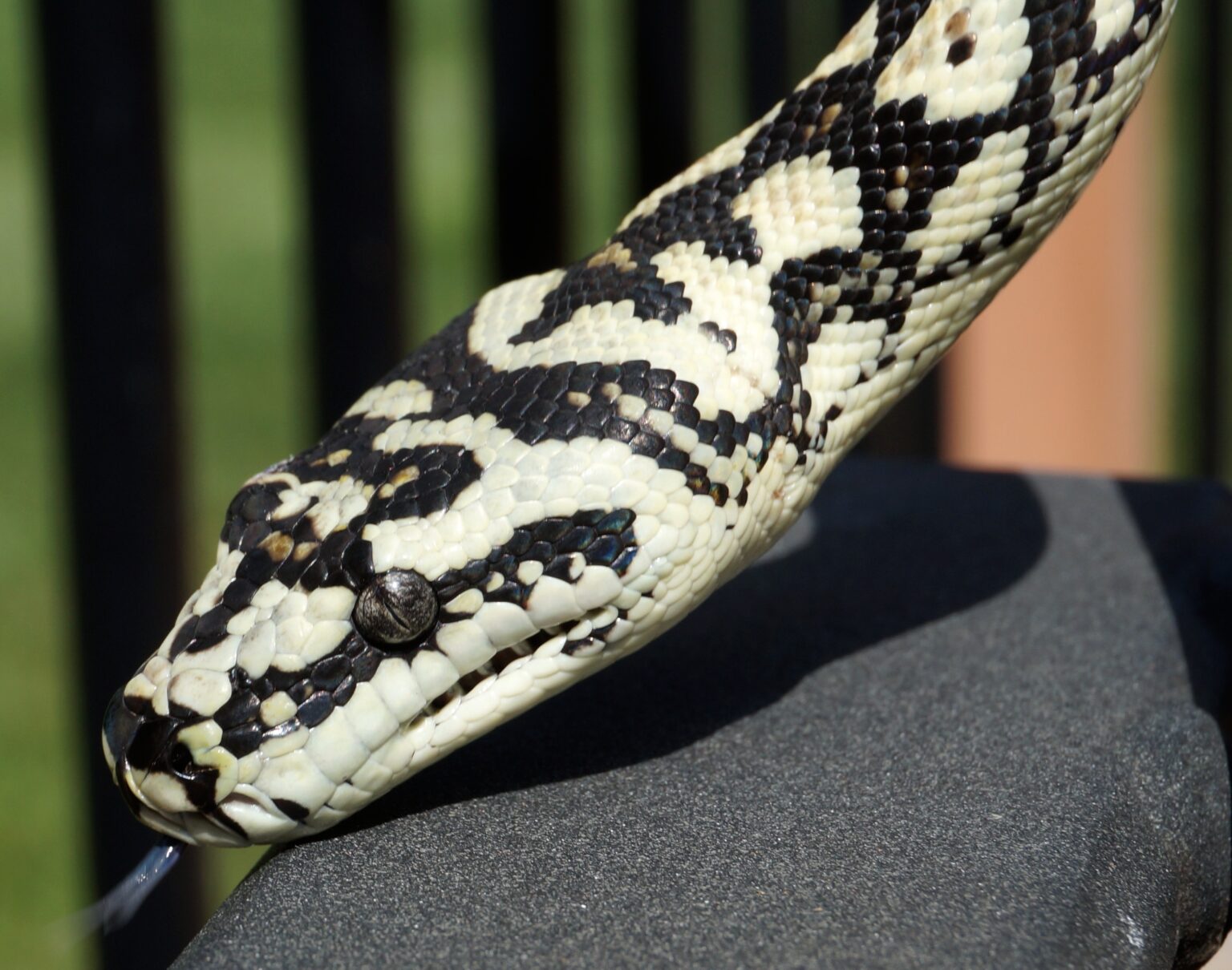 Jungle vs Coastal Carpet Python: Key Differences
