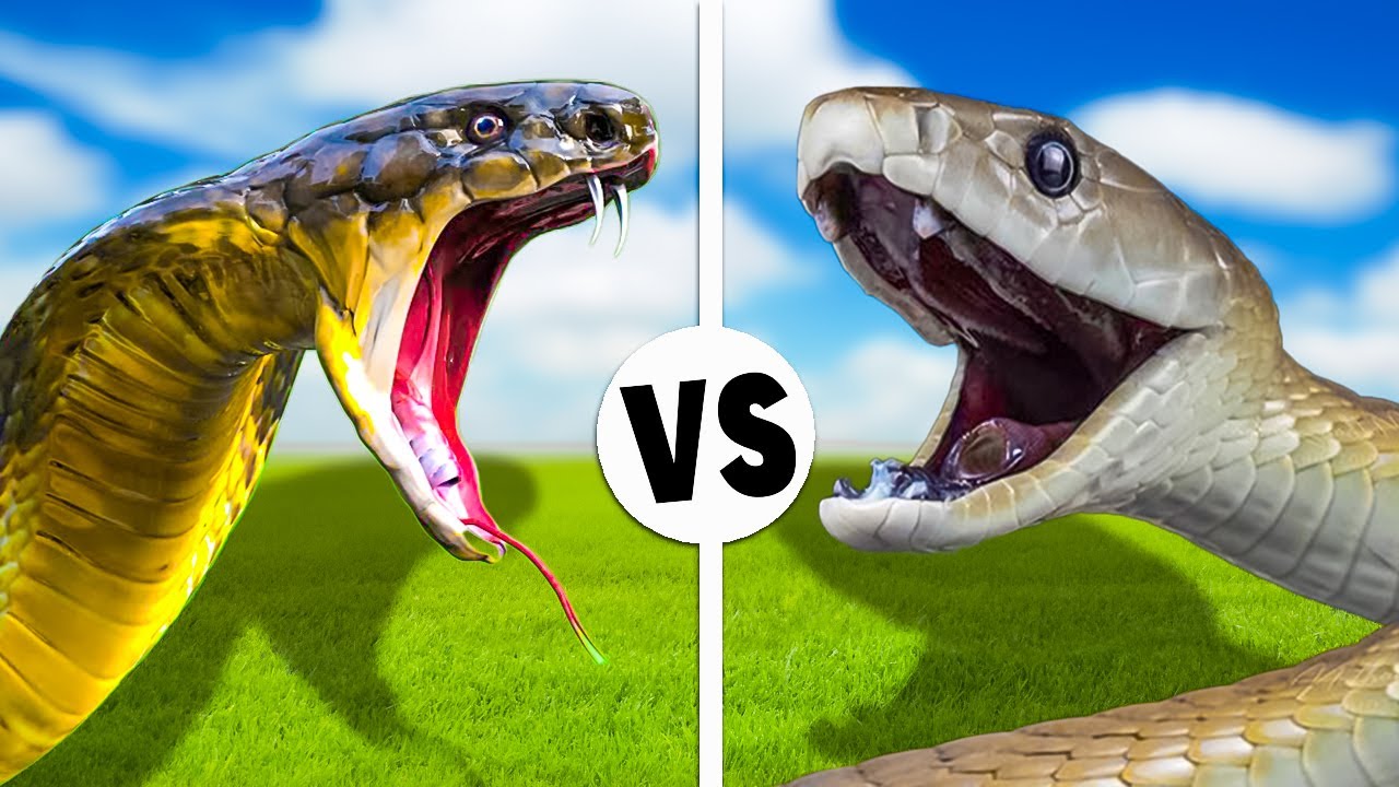 King Cobra vs. Black Mamba: Who Wins?