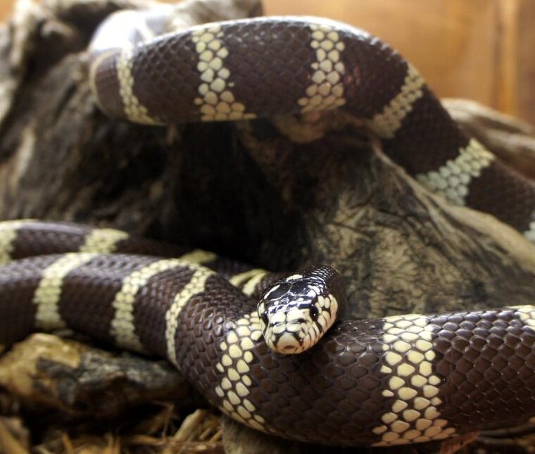 King Snake Facts: Essential Species Information