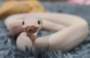 Leucistic Ball Pythons: Morph Details & Care