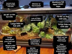 Reticulated Python Enclosure: Setup Guide