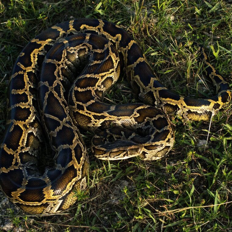 Reticulated Python Predators: Survival Guide