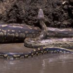 Reticulated Python Colors: Pattern Guide