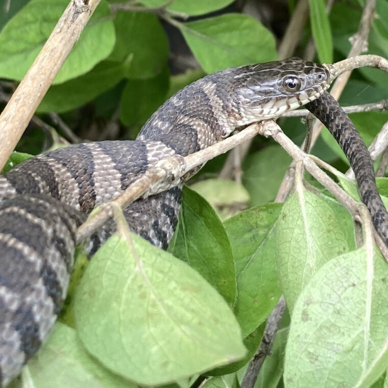 Florida Water Snake: Native Species Guide