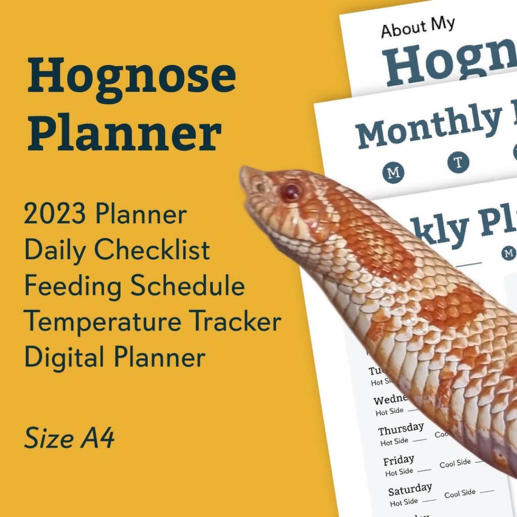 Western Hognose Snake Care: Complete Guide