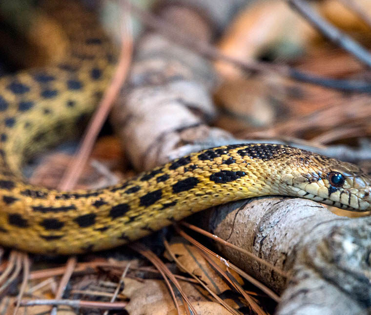 Sonoran Gopher Snake: Desert Dweller's Essential Guide Sonoran Gopher Snake: Desert Dweller's Essential Guide