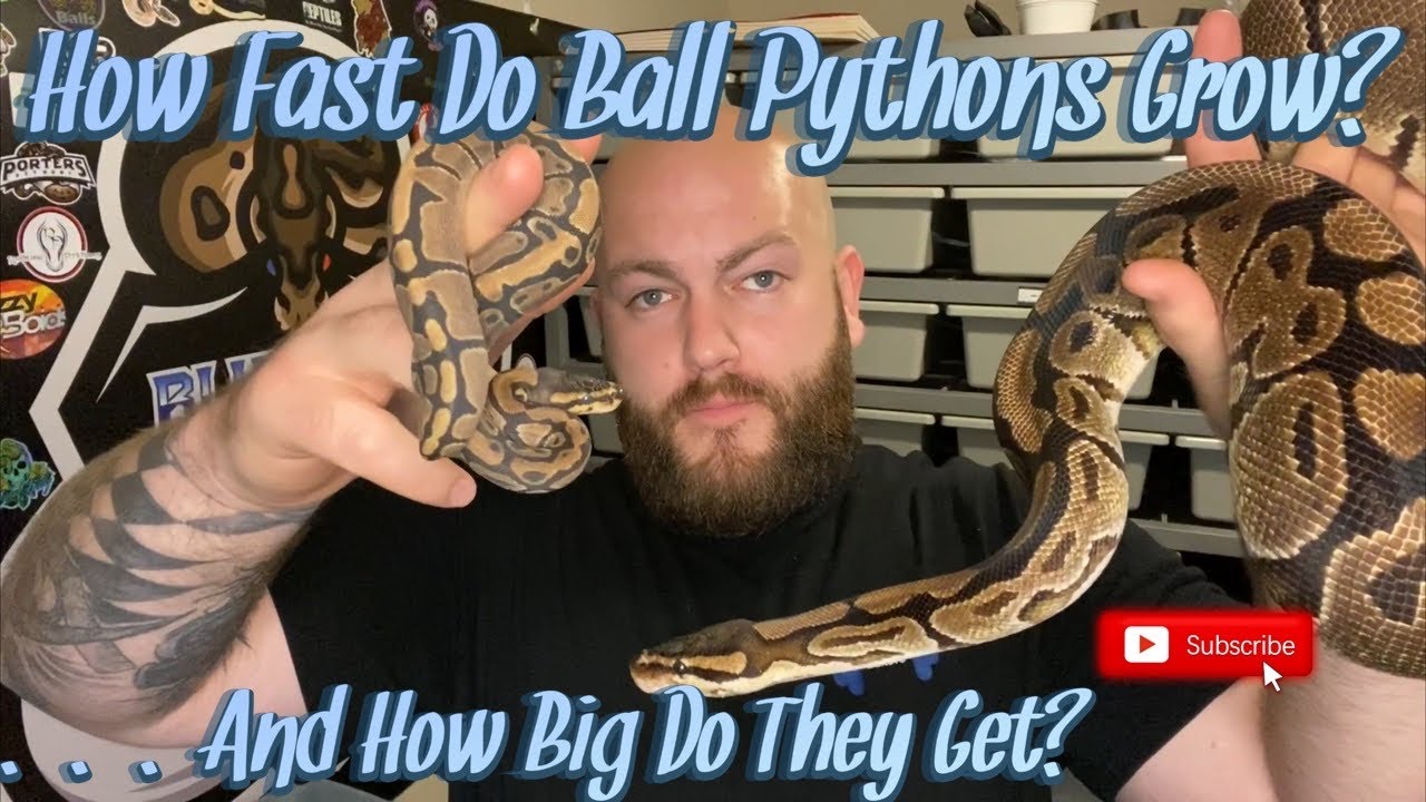 When Is a Ball Python Fully Grown?