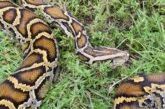 Why Is the Burmese Python Invasive: Impact Guide