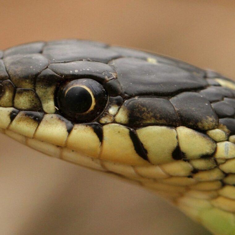 Garter Snake Life Expectancy: Lifespan Guide