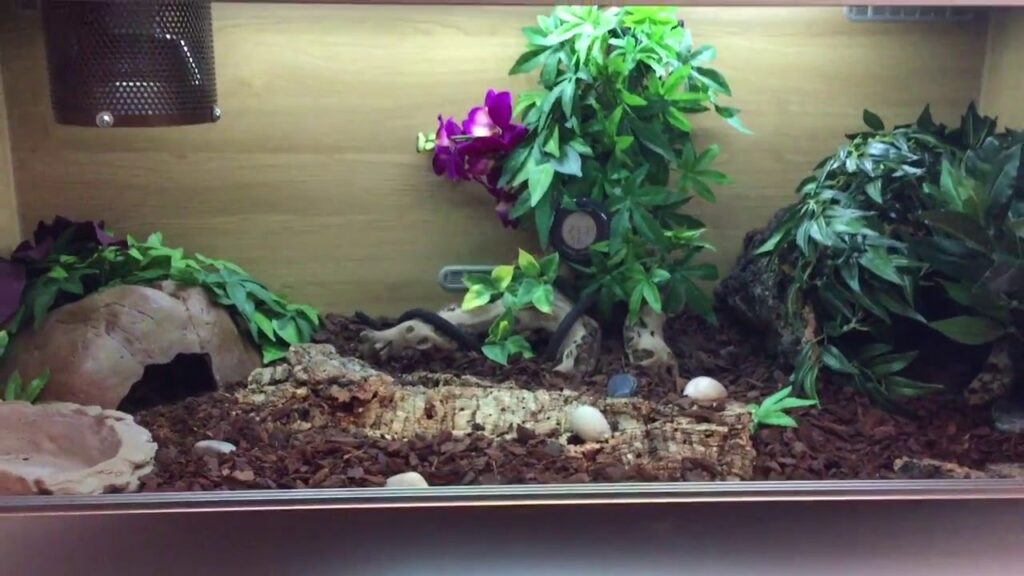 Ball Python Habitat Setup: Creating the Perfect Home