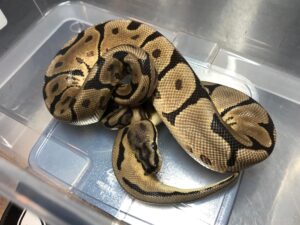 Ball Python Temperature and Humidity: Essential Care Guide