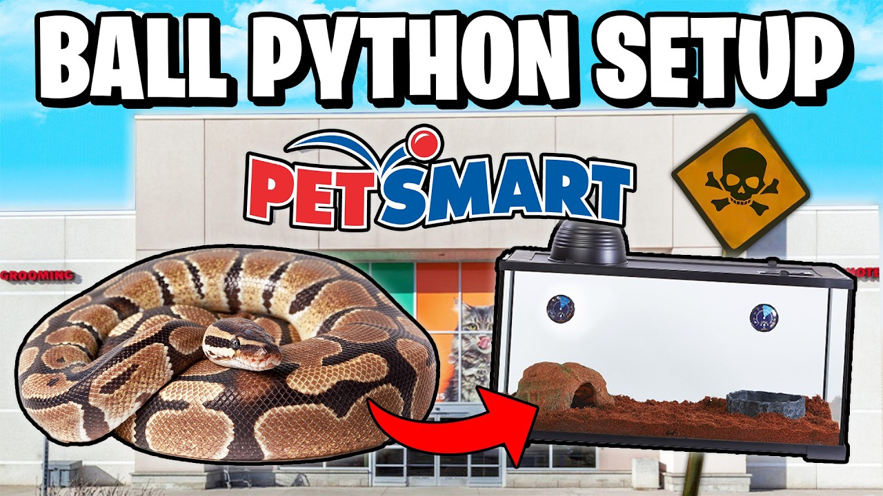 Ball Python Terrarium Setup: A Complete Guide for Beginners