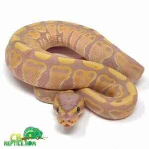 Banana Ball Python: A Comprehensive Guide to Care and Genetics