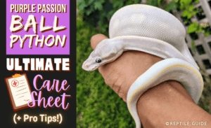 Banana Ball Pythons: Your Ultimate Care Guide