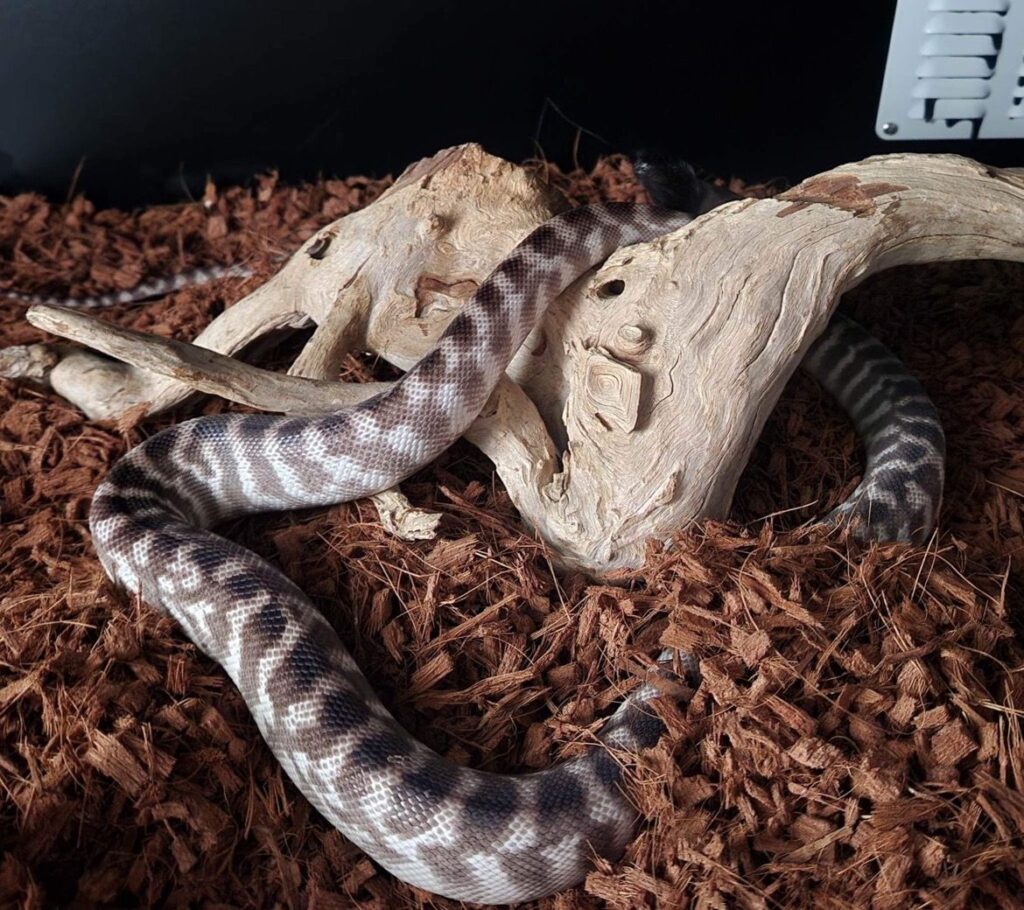 Best Substrate for Ball Pythons: Top Choices Explained