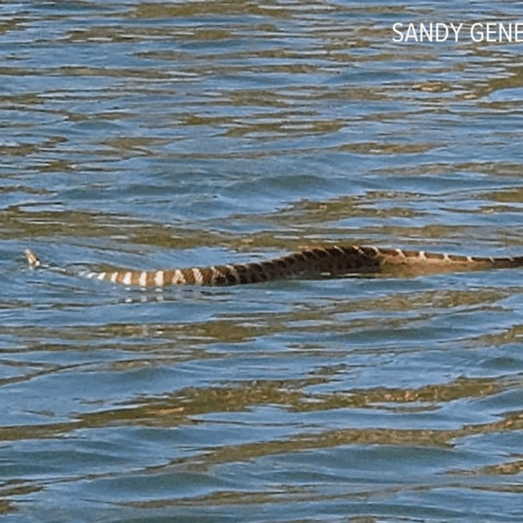 Do Snakes Fart? Understanding Snake Flatulence and Health