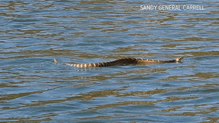 Can a Rattlesnake Swim? Understanding Their Aquatic Abilities
