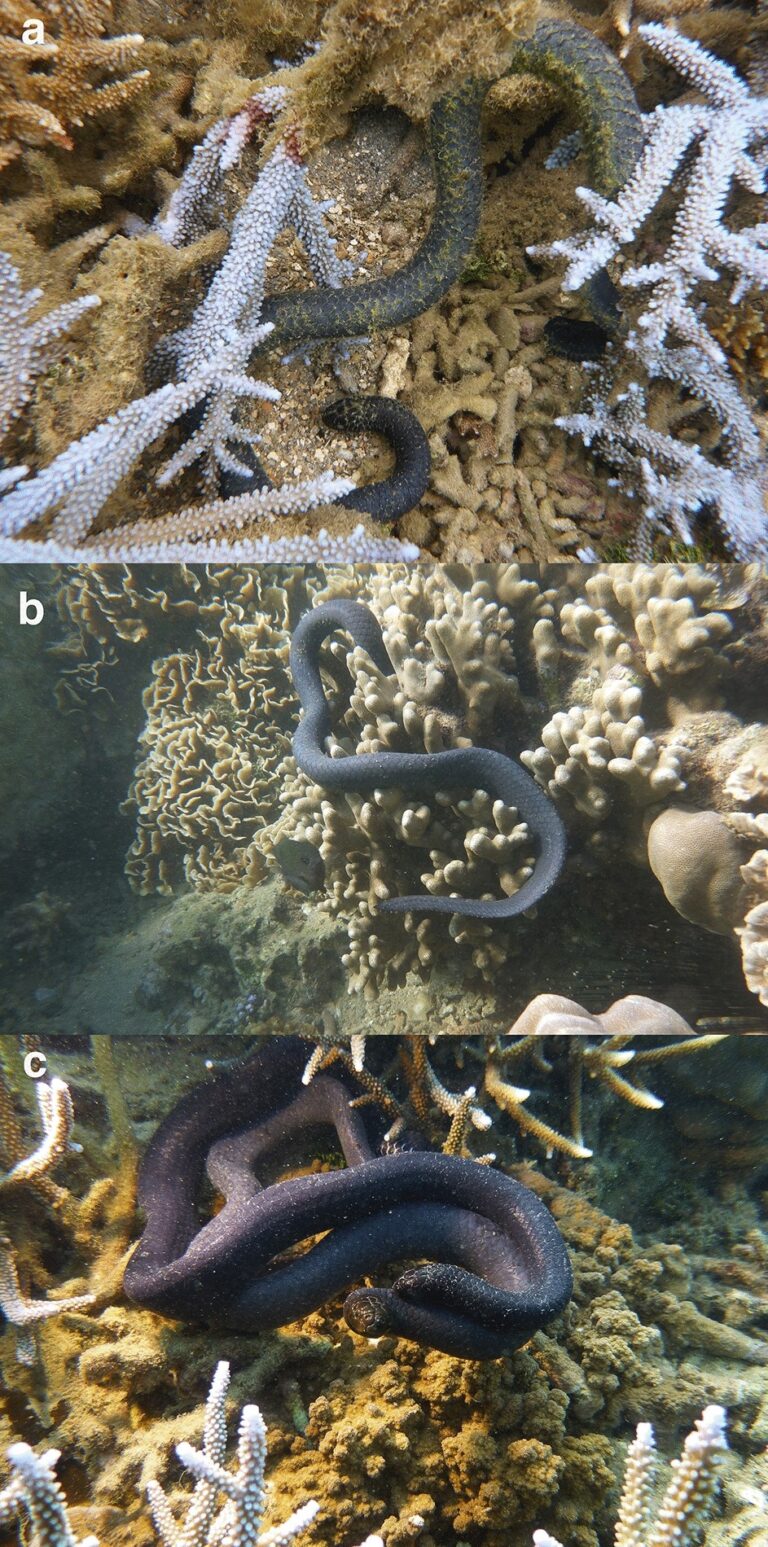 Can All Snakes Swim? Understanding Their Aquatic Abilities