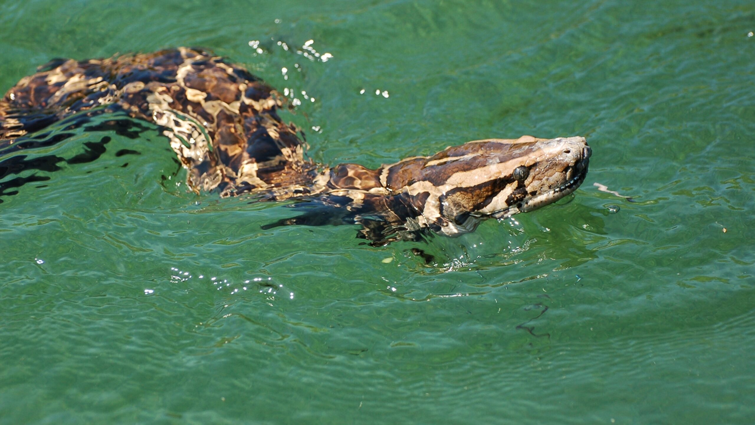 Can Ball Pythons Swim? Understanding Their Aquatic Behavior