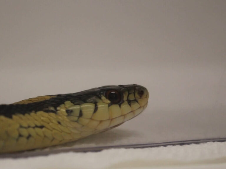 Can Snakes Recognize Their Owners? Understanding Snake Behavior